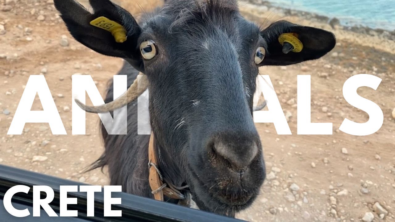 Animals on Crete, Greece 🇬🇷 - YouTube