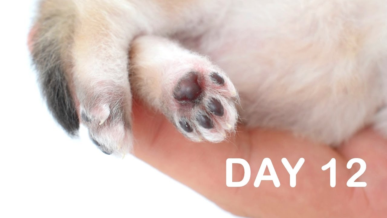 Little Baby Kitten Paws ️ Day 12 | Perikızı Golden - YouTube