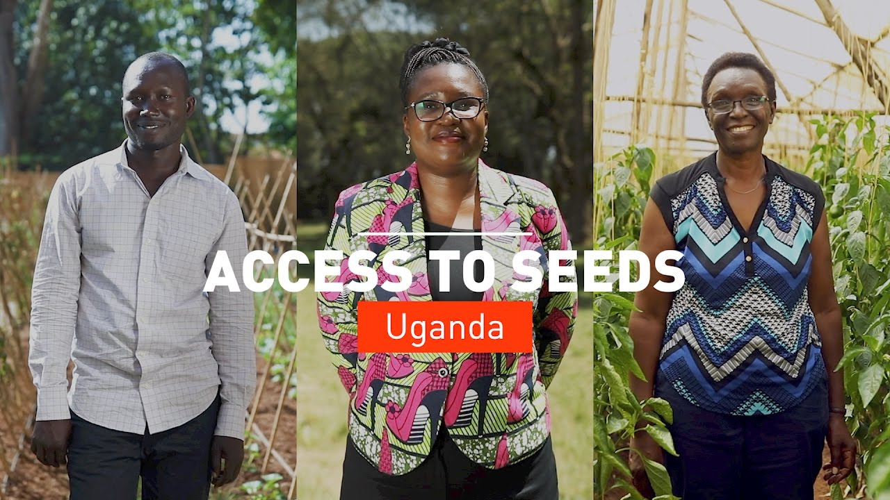 Making Agribusiness Work for Development: Access to Seeds Uganda - YouTube