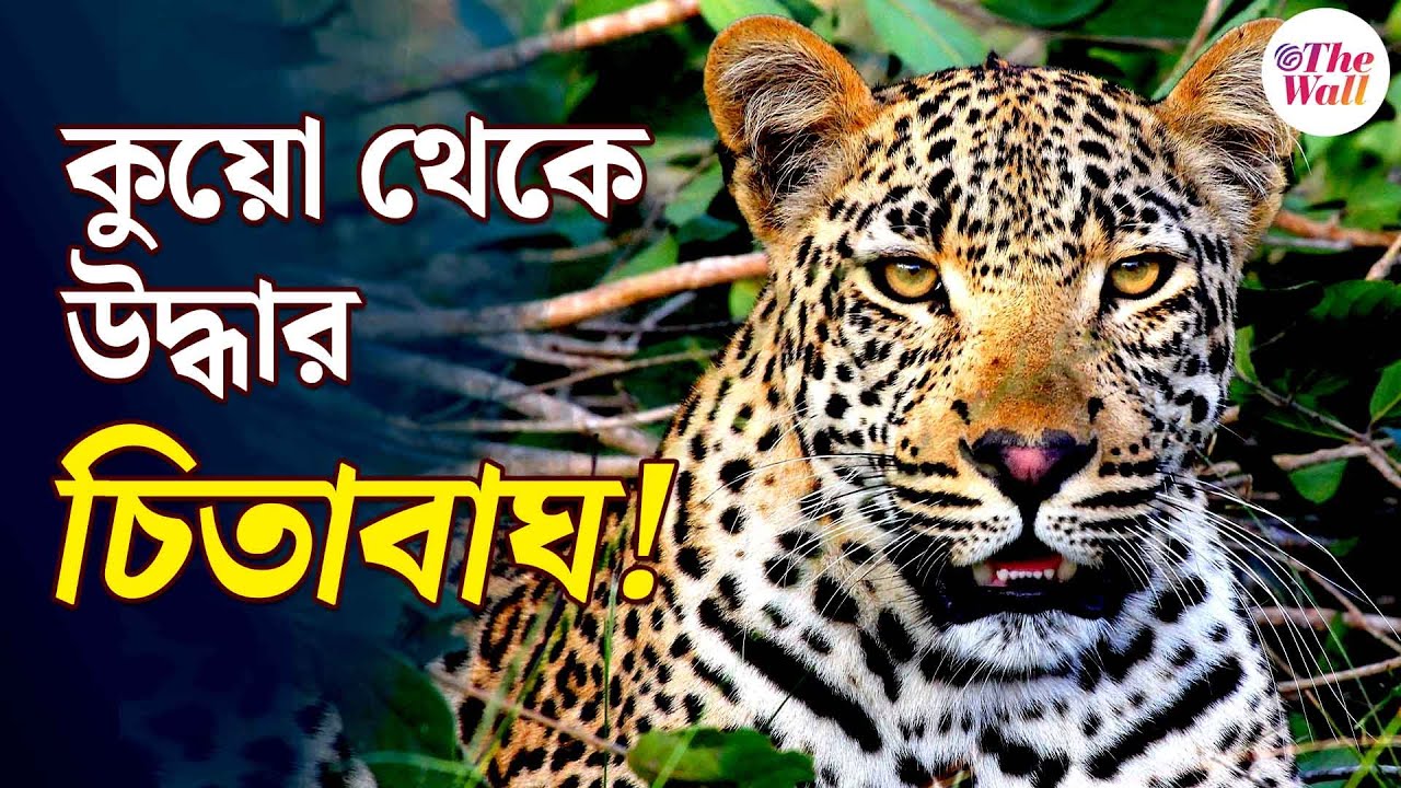 Siliguri Leopard | Bangla News | শিলিগুড়ির গ্রামের পরিতক্ত কুয়োয় ...