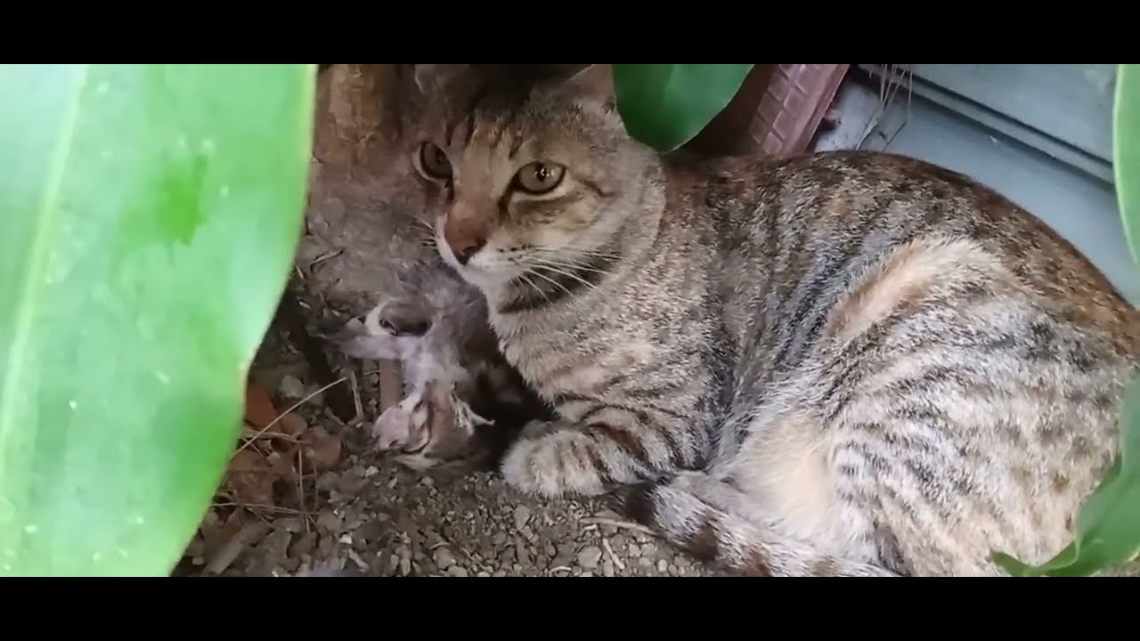 ANGRY MOMMY CAT NEWBORN KITTEN DIED - YouTube