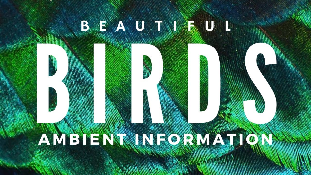 Ambient Birds with Vocalizations - 40+ Beautiful Species - YouTube