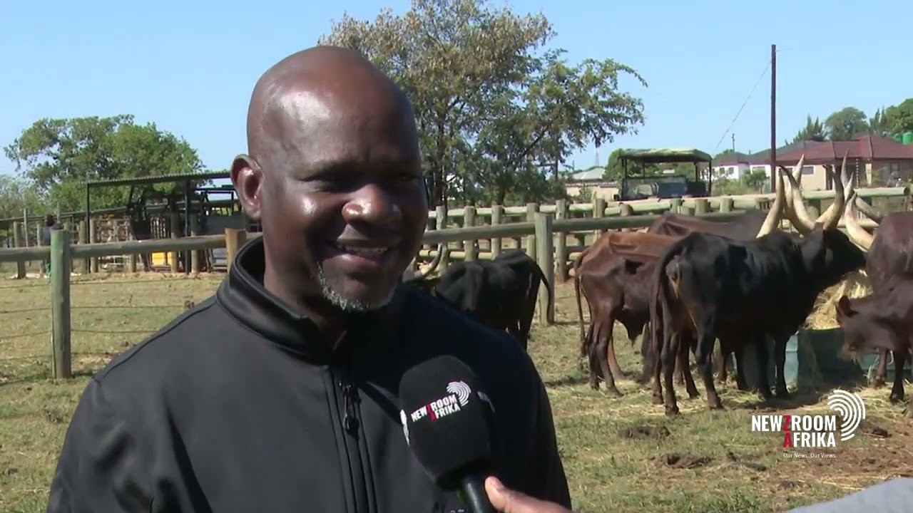 Phala Phala farm due to have an auction of the Ankole cattle breed ...