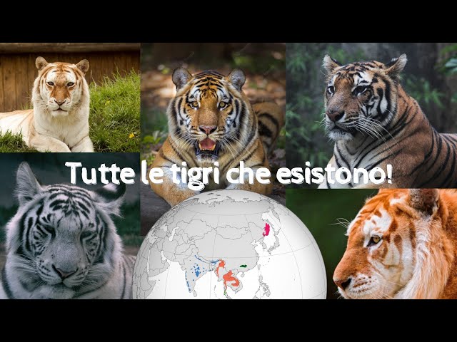 Tigri Che Si Baciano