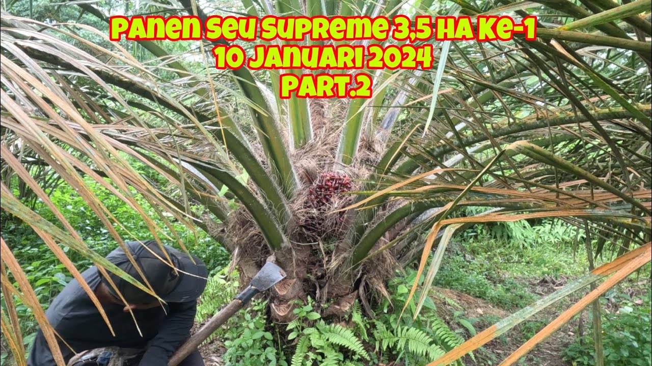 Panen Sawit SEU SUPREME 41 bln || 10Januari 2024 - YouTube