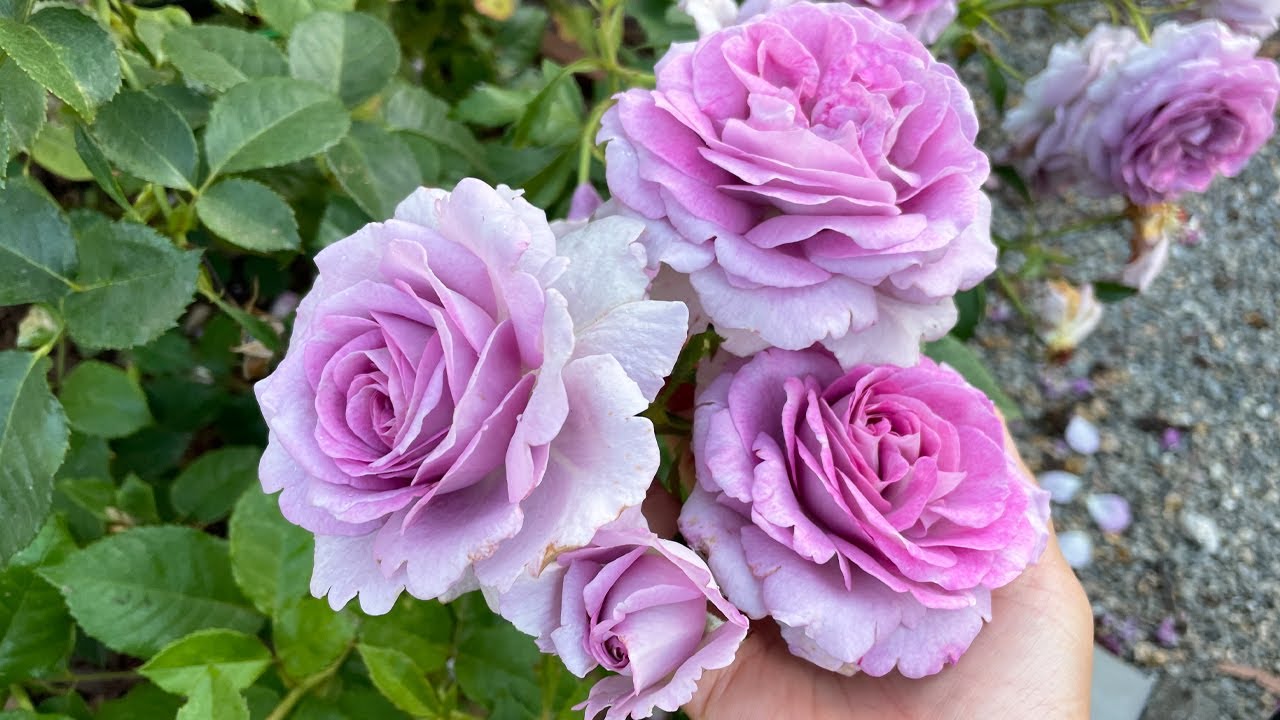 David Austin and Weeks Rose Summer Highlight - YouTube