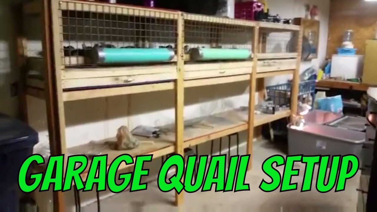 Garage Quail Setup - YouTube