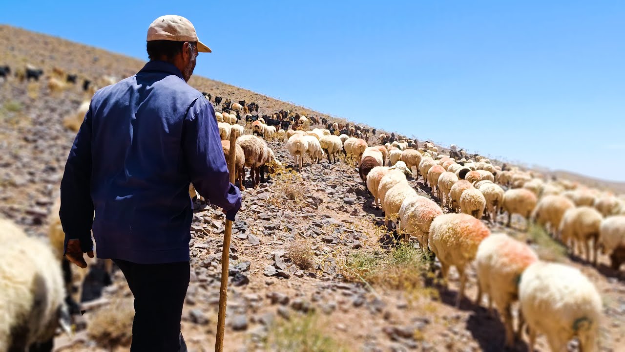 Nomadic Lifestyle of IRAN | Simple Living of The Nomadic Shepherd in ...