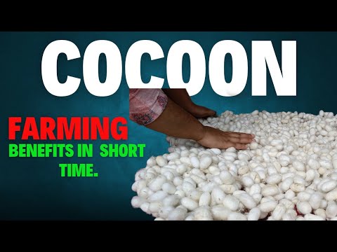 Cocoon Farming Produces Economic Benefits in a Short Span of Time ...