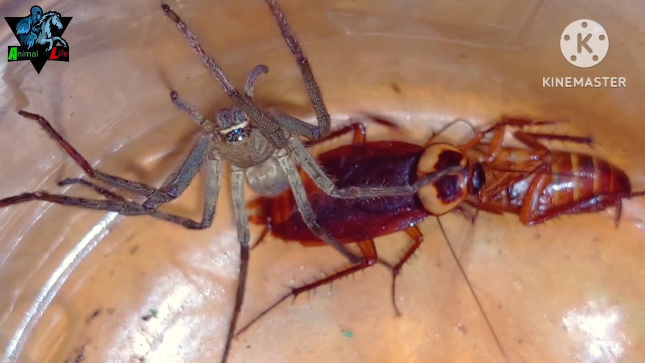 Cockroach Spider Telapoka (তেলাপোকা) Meeting Animal life - YouTube