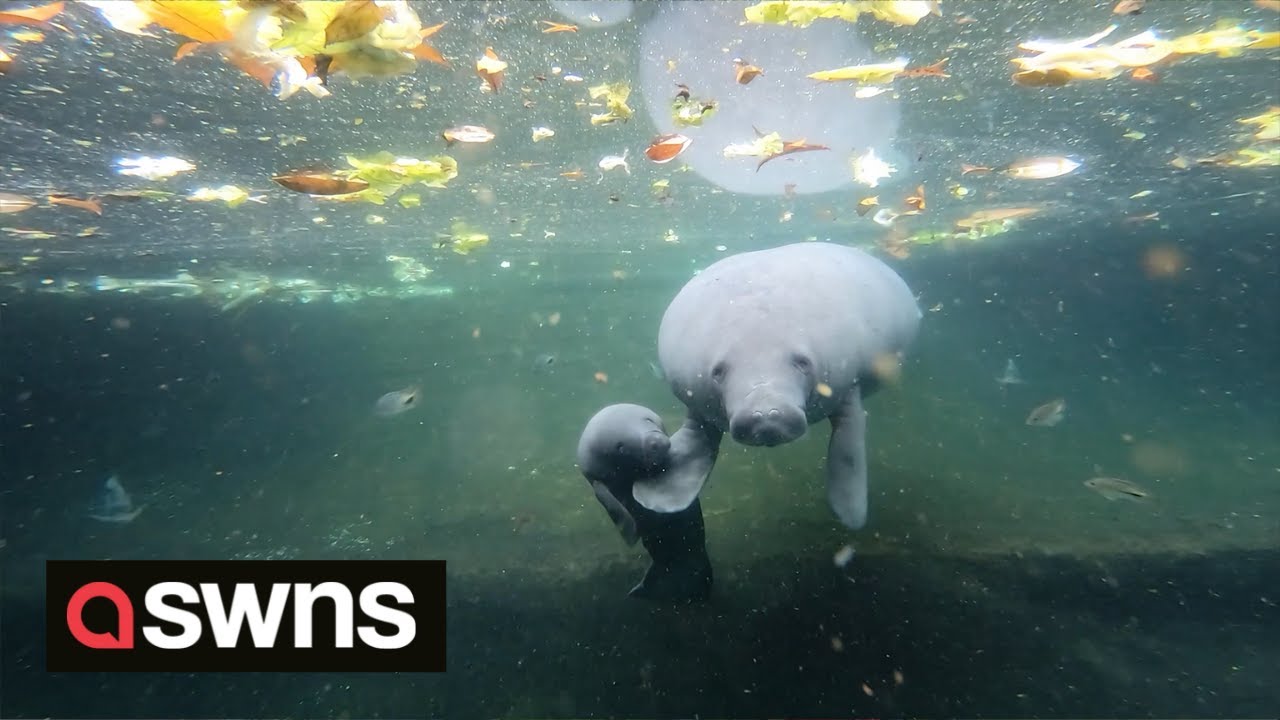 RARE moment manatee gives birth to baby calf in zoo | SWNS - YouTube