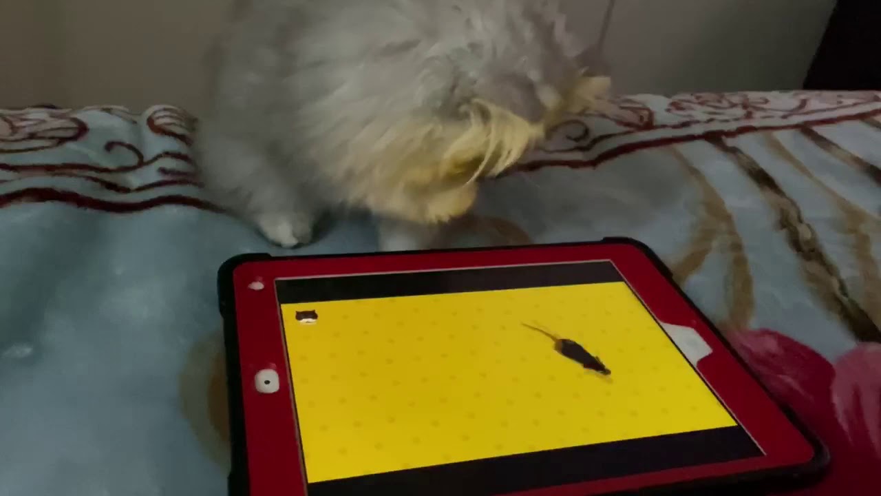 Minx playing mouse game - YouTube