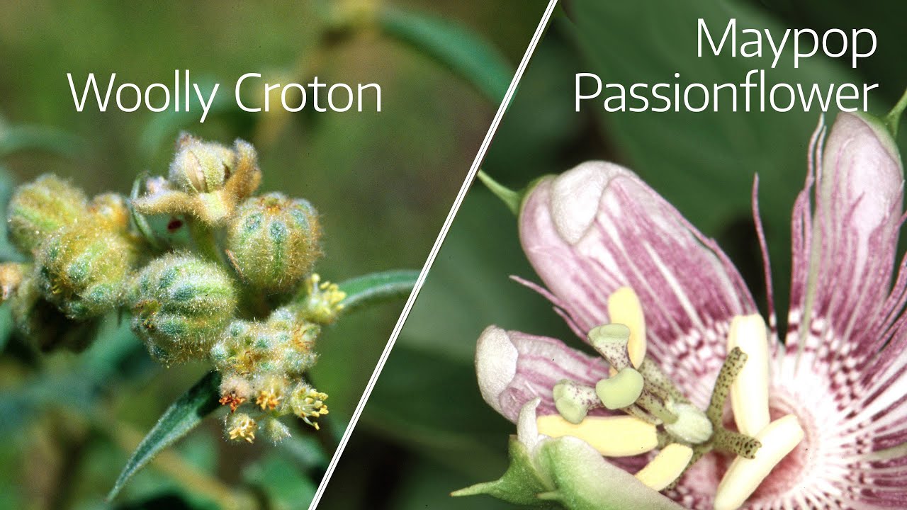 Weed(s) of the Week: Woolly Croton & Maypop Passionflower - YouTube