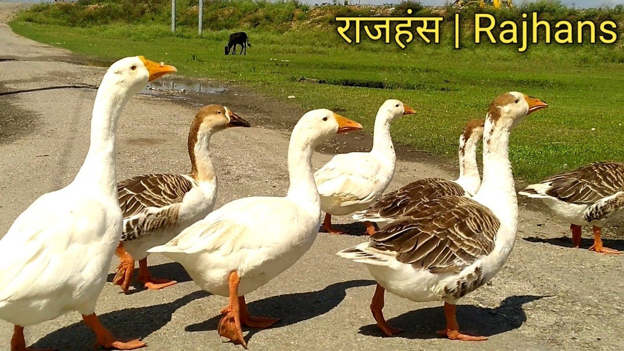 राजहंस // Rajhans // Geese // White Ducks // Big Ducks - YouTube