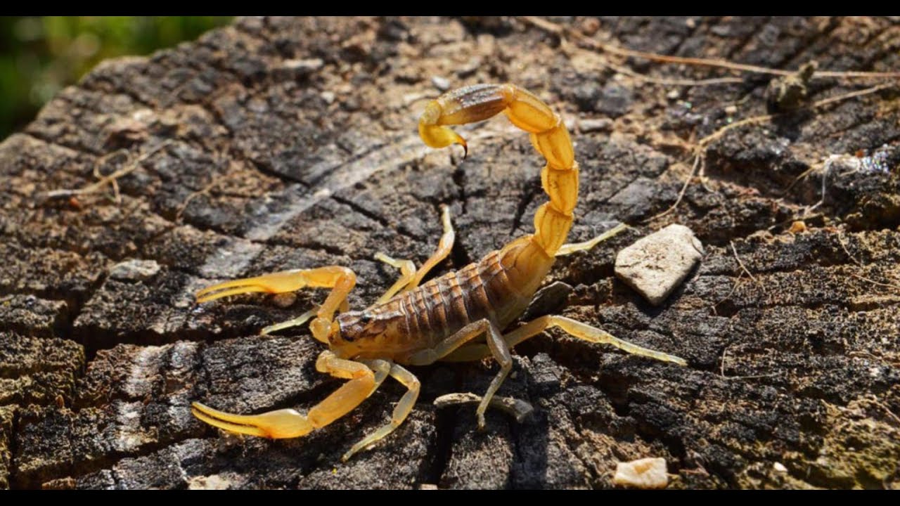 ESCORPIONES (Scorpiones), Documental de los escorpiones, Escorpiones ...