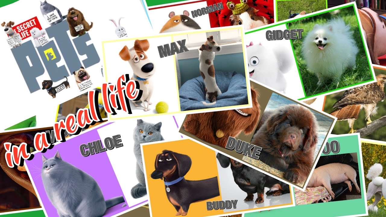 The secret life of pets in real life Герои Тайная жизнь домашних ...