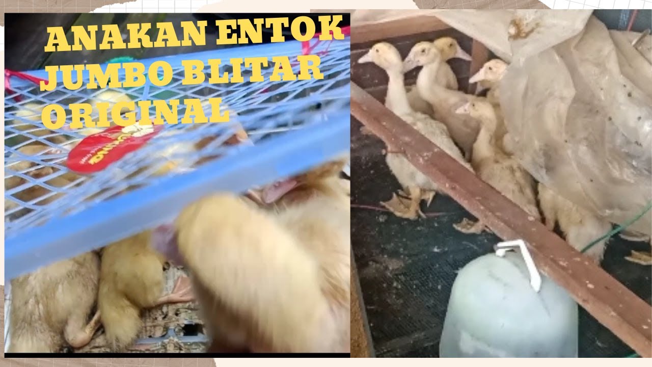 belajar ternak entok jumbo blitar - YouTube
