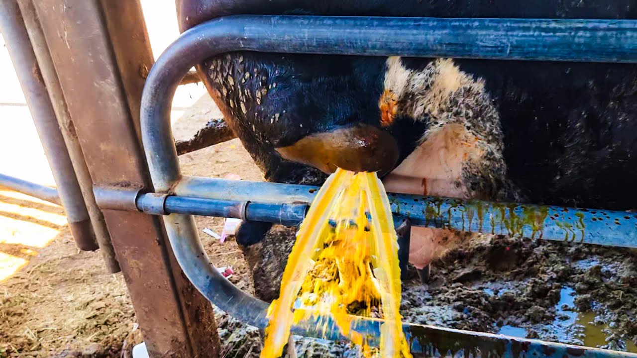 See how a vet drains a cow's purulent abscess - YouTube
