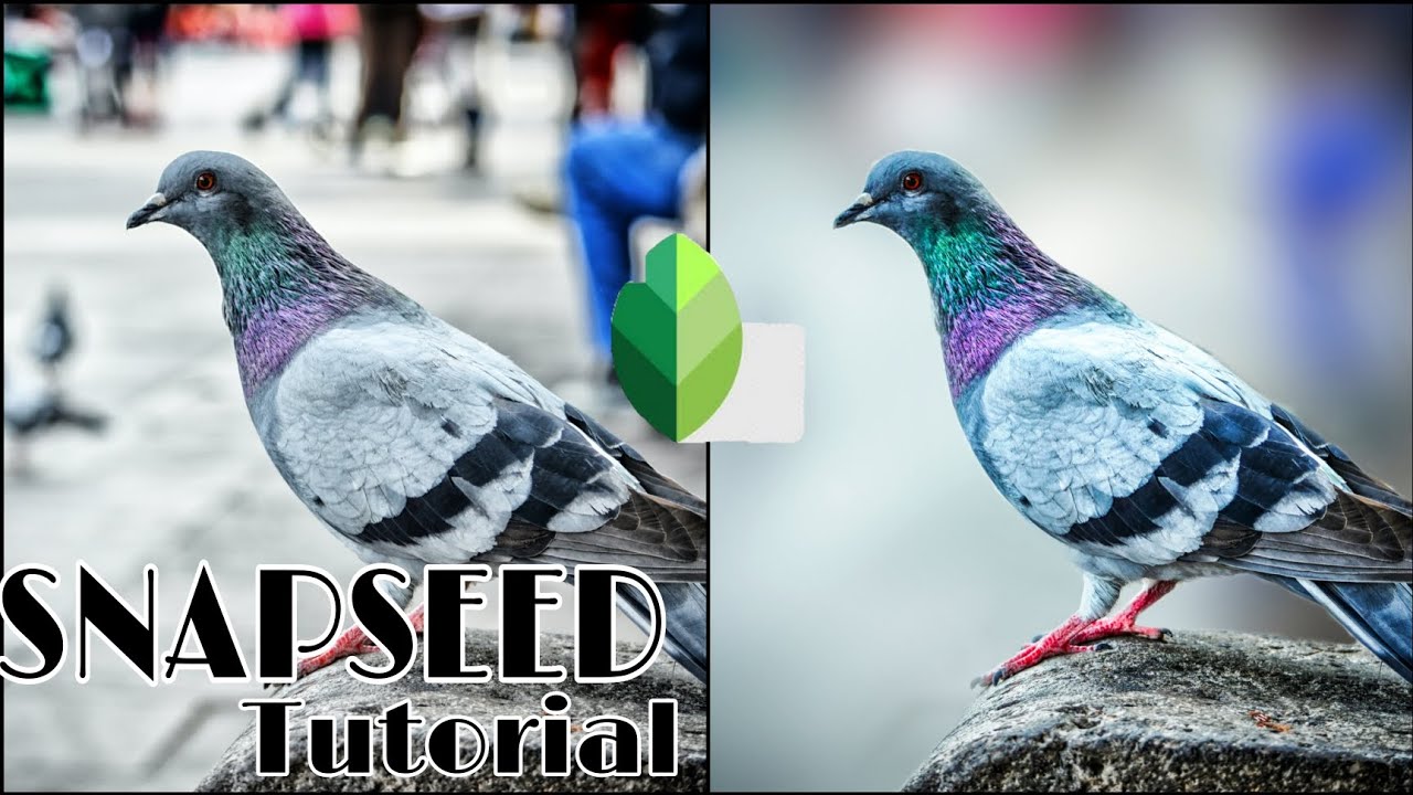 PERFECT BACKGROUND BLUR With Snapseed App | Snapseed Tutorial ...