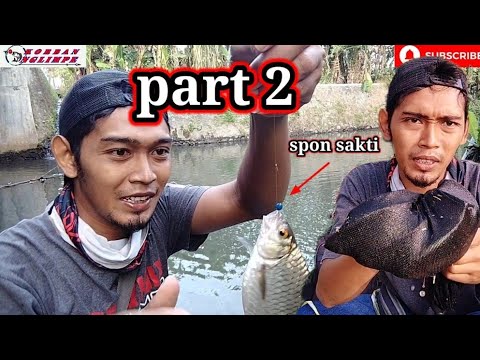 🔴part 2 mancing ikan beles tawes bader teknik killer spon anti boncos umpan klenteng biji kapuk ...