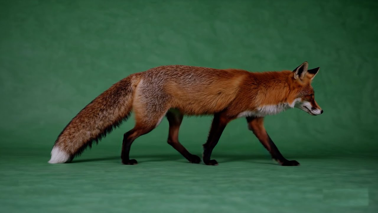 Fox Walking – Free Green Screen Loop VFX - YouTube