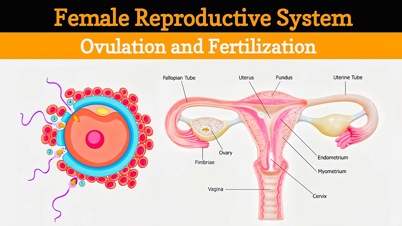 Female Reproductive System in 3D | Embryology | Fertilization process ...