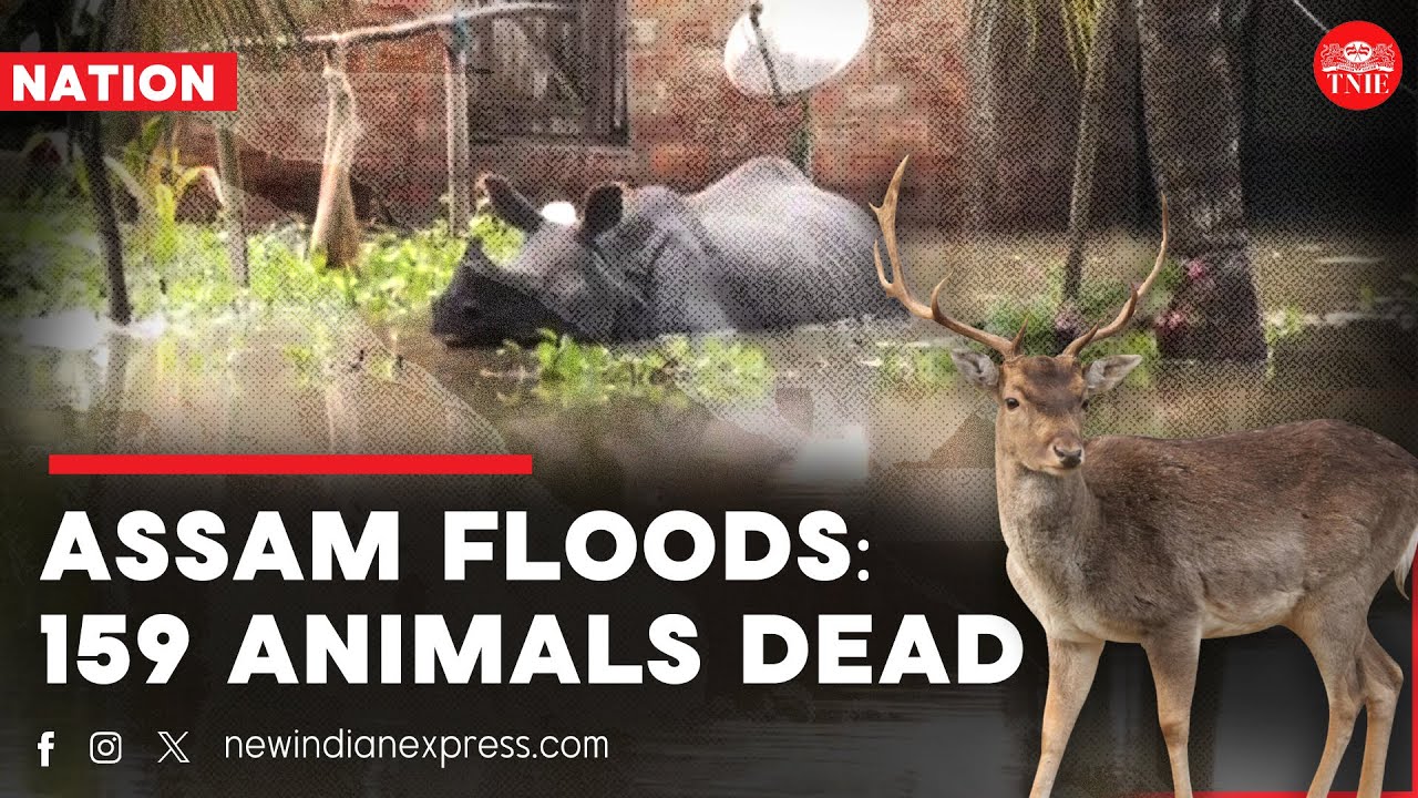 Assam floods: 159 animals dead in Kaziranga National Park - YouTube