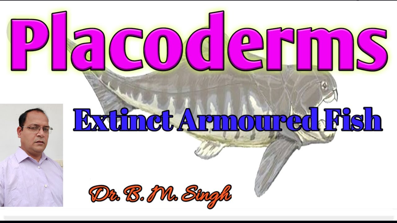Ostracoderms And Placoderms