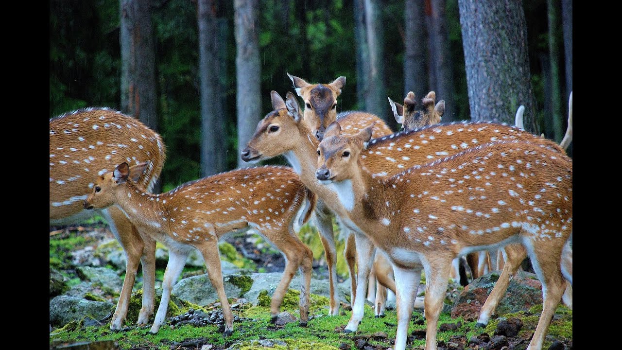 RELAXING and SOOTHING MUSIC to Relieve STRESS & ANXIETY with DEERS in ...
