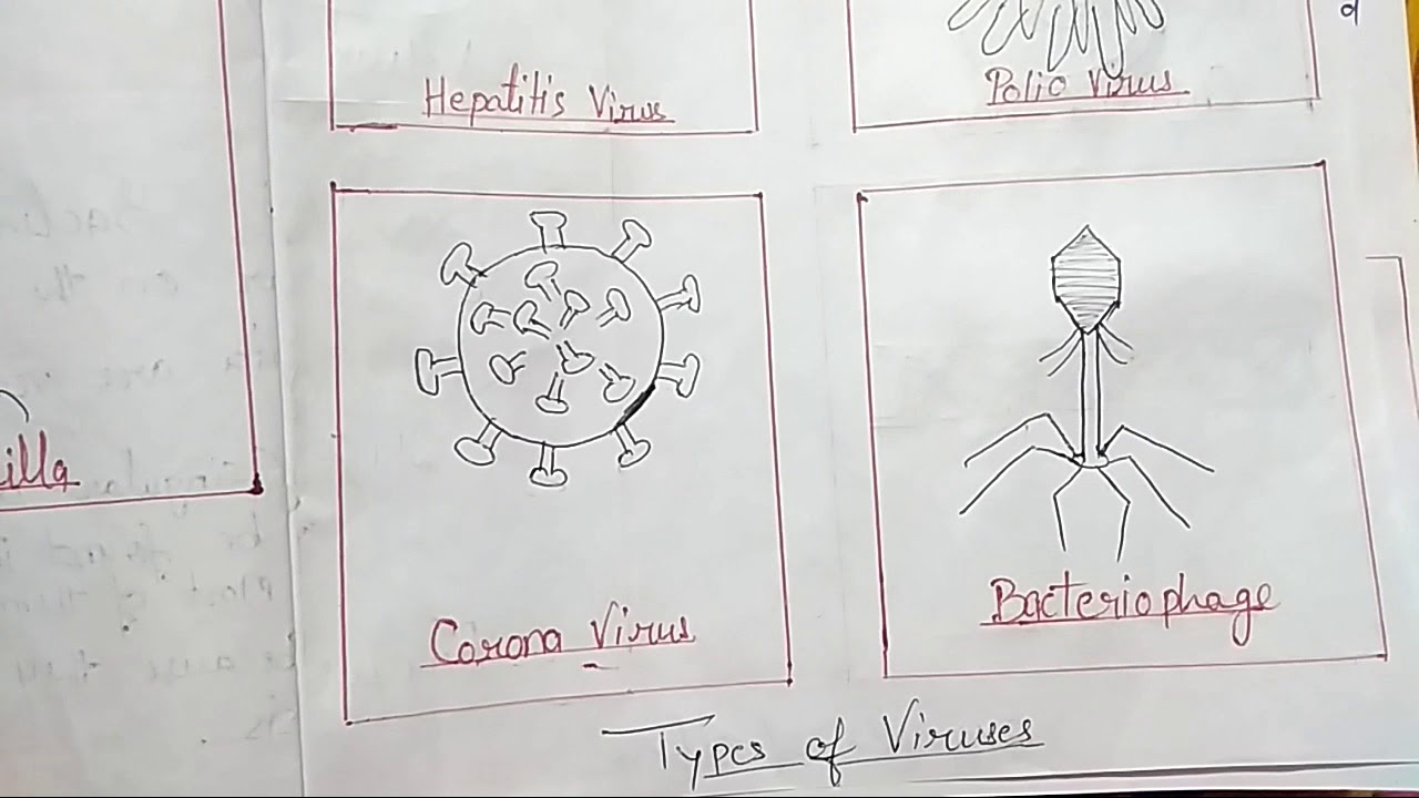 Viruses class-8 part-2 star bird - YouTube