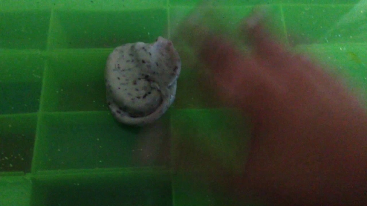 Chia seed slime - YouTube