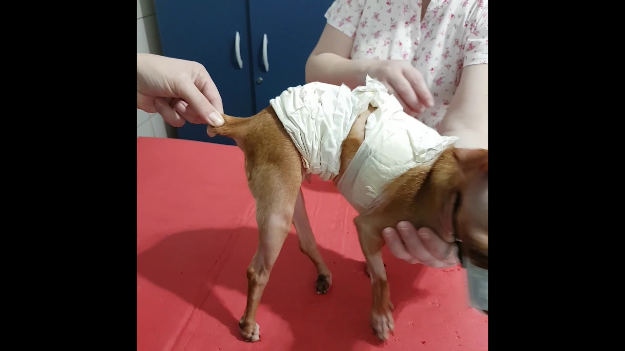 cirurgia de coluna em cães - YouTube