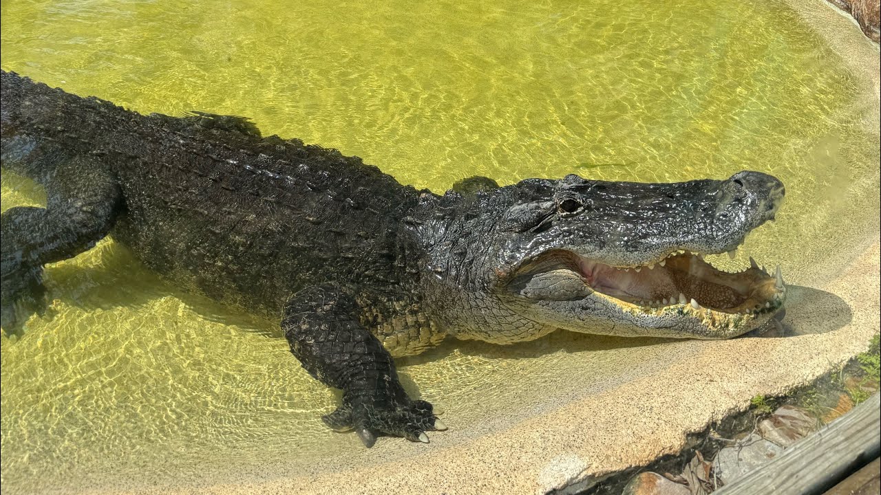 Florida’s best alligator show ! #florida #scary - YouTube