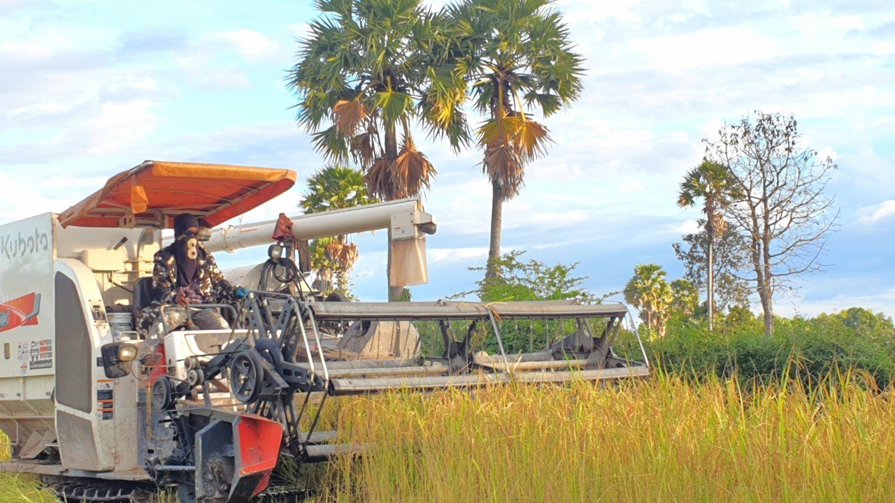 Awesome Farm Rice Harvester | Rice Cutting Machine In The Field ...