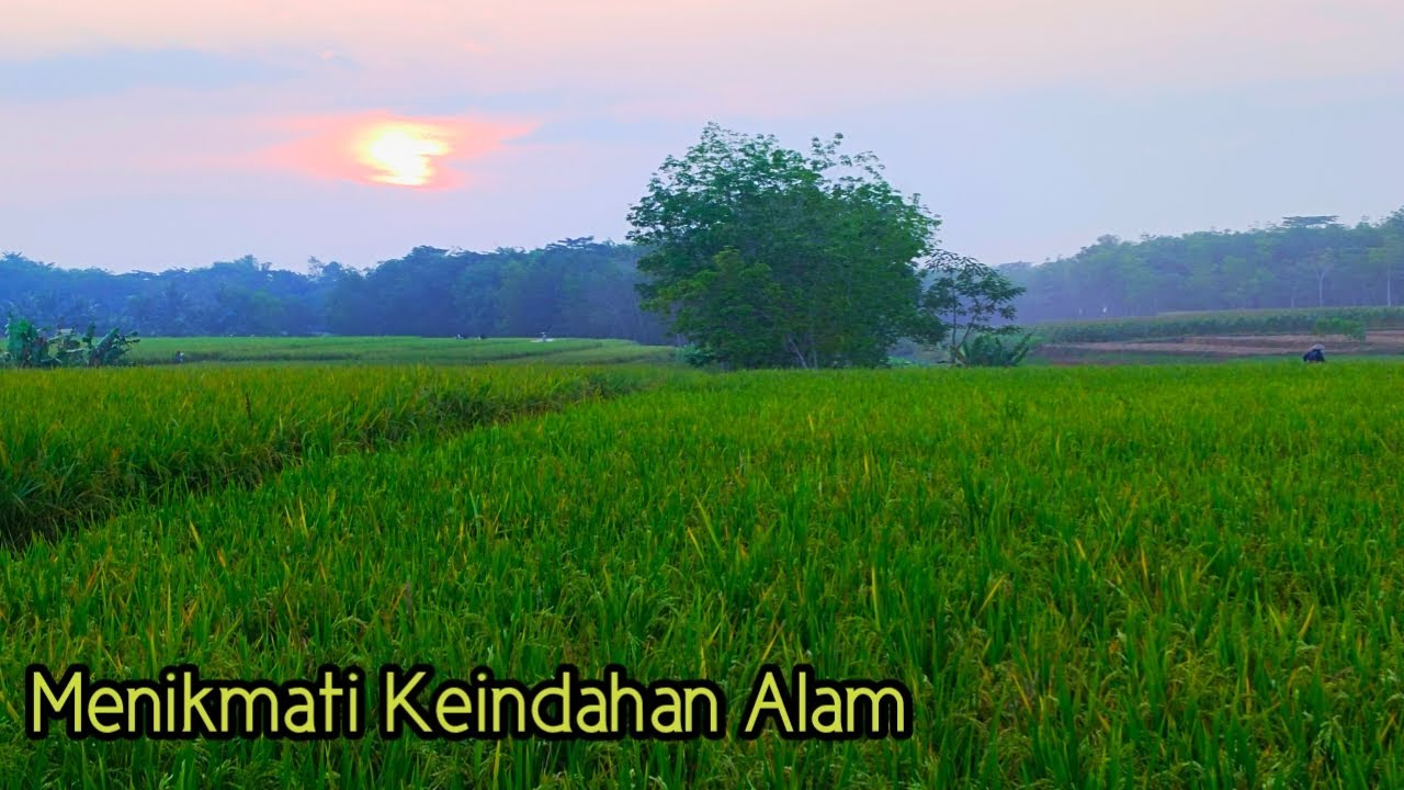 Sejenak Menikmati Keindahan Alam || Hamparan Tanamam Padi Kian Berisi ...