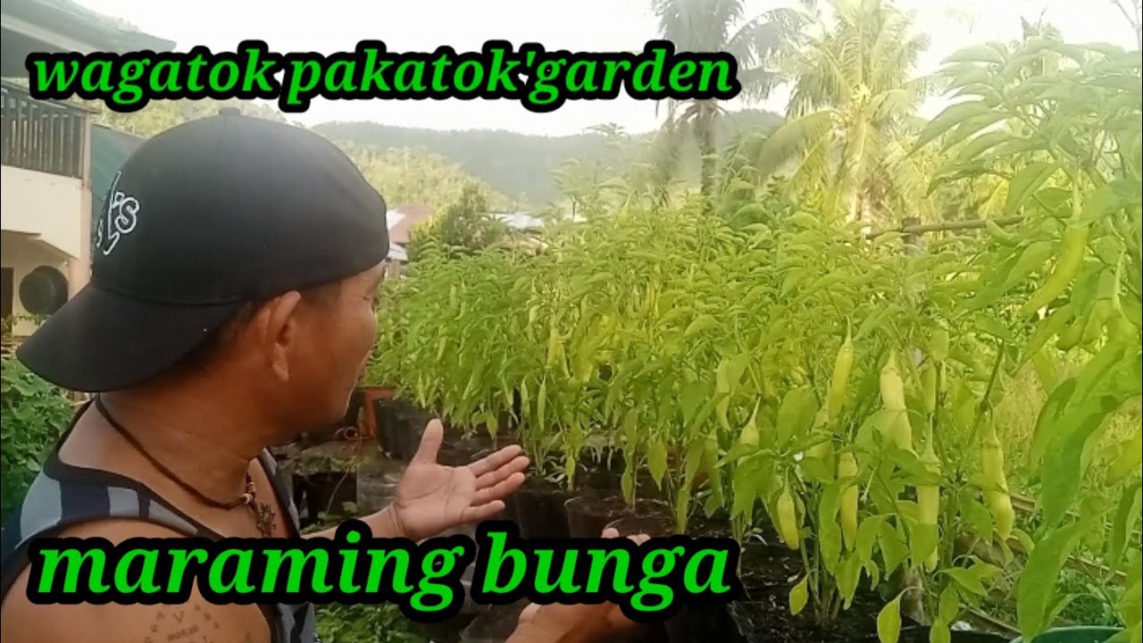 wow andaming bunga,,,plants update# siling labuyo,#atsal - YouTube
