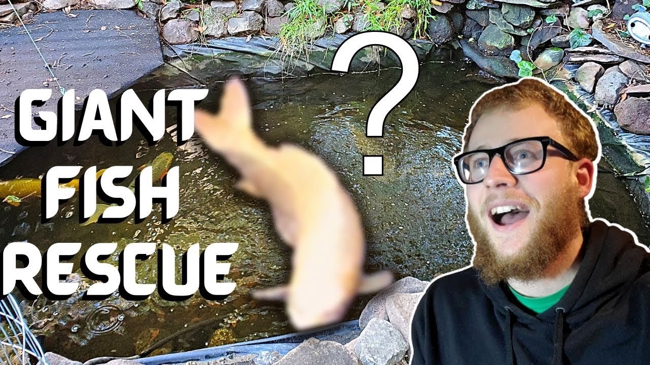 1 MINUTE FISH RESCUE --------- giant 27 in koi fish rescue/ rehome ...