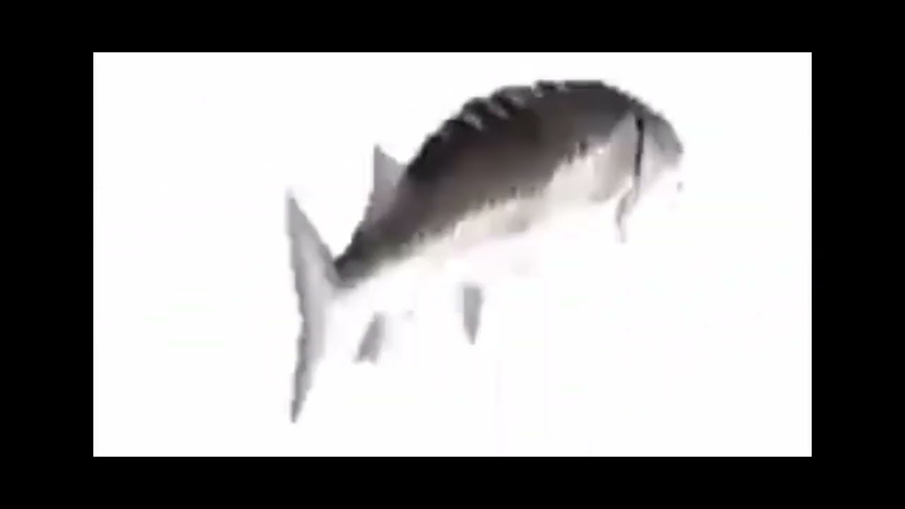 Fisshhhh (this took a while to do, so pls respect it.) :] - YouTube