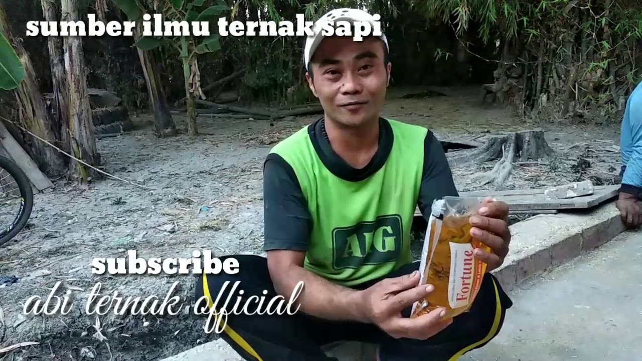 Mengobati sapi kembung/ bloat diluar dugaan tiba saja - YouTube