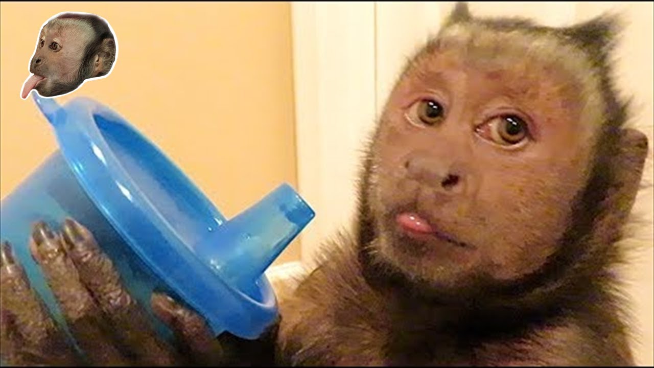 Capuchin Monkey and a Sippy Cup! - YouTube