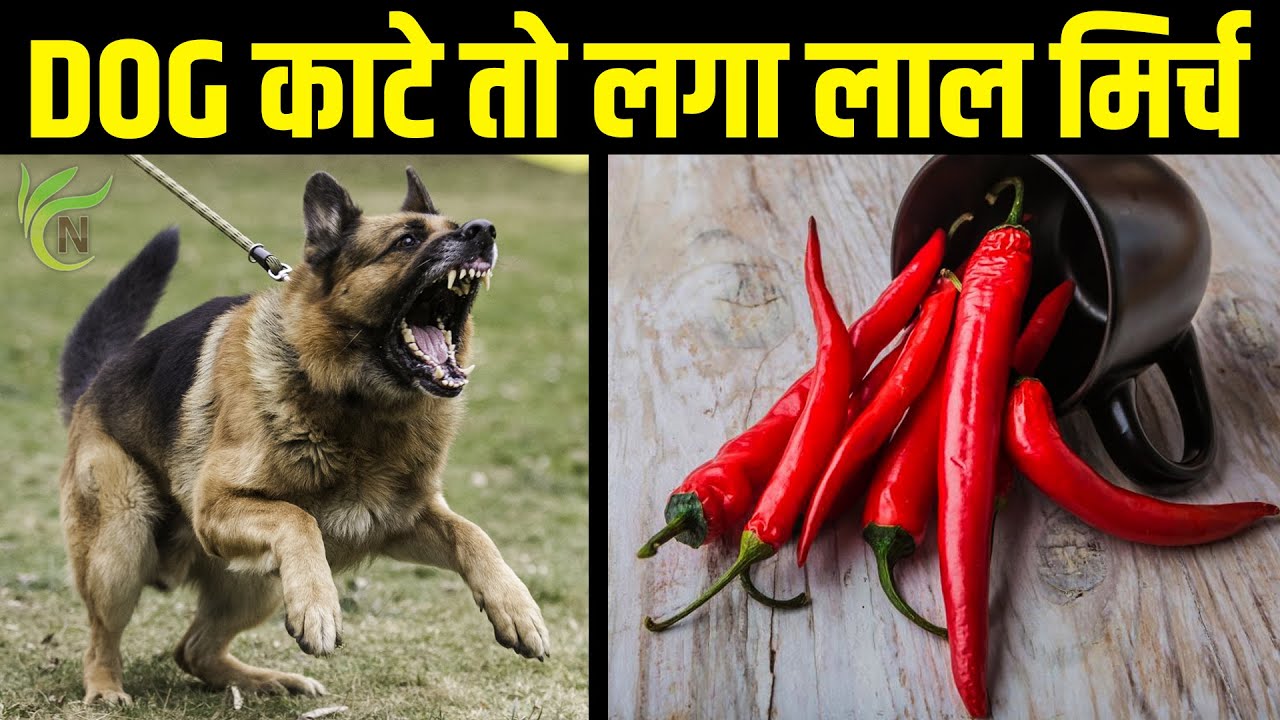 कुत्‍ता काटे तो झट से लगाए लाल मिर्च || If Dog bitten you, apply red ...