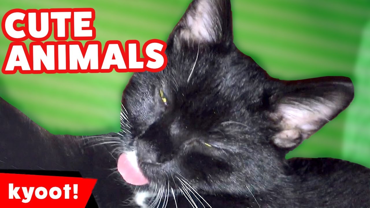 Funniest Pet Reaction Home Videos Compilation October 2016 | Kyoot ...