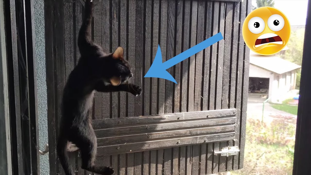 Hilarious Cute Video: Cat trying to jump through the window - YouTube