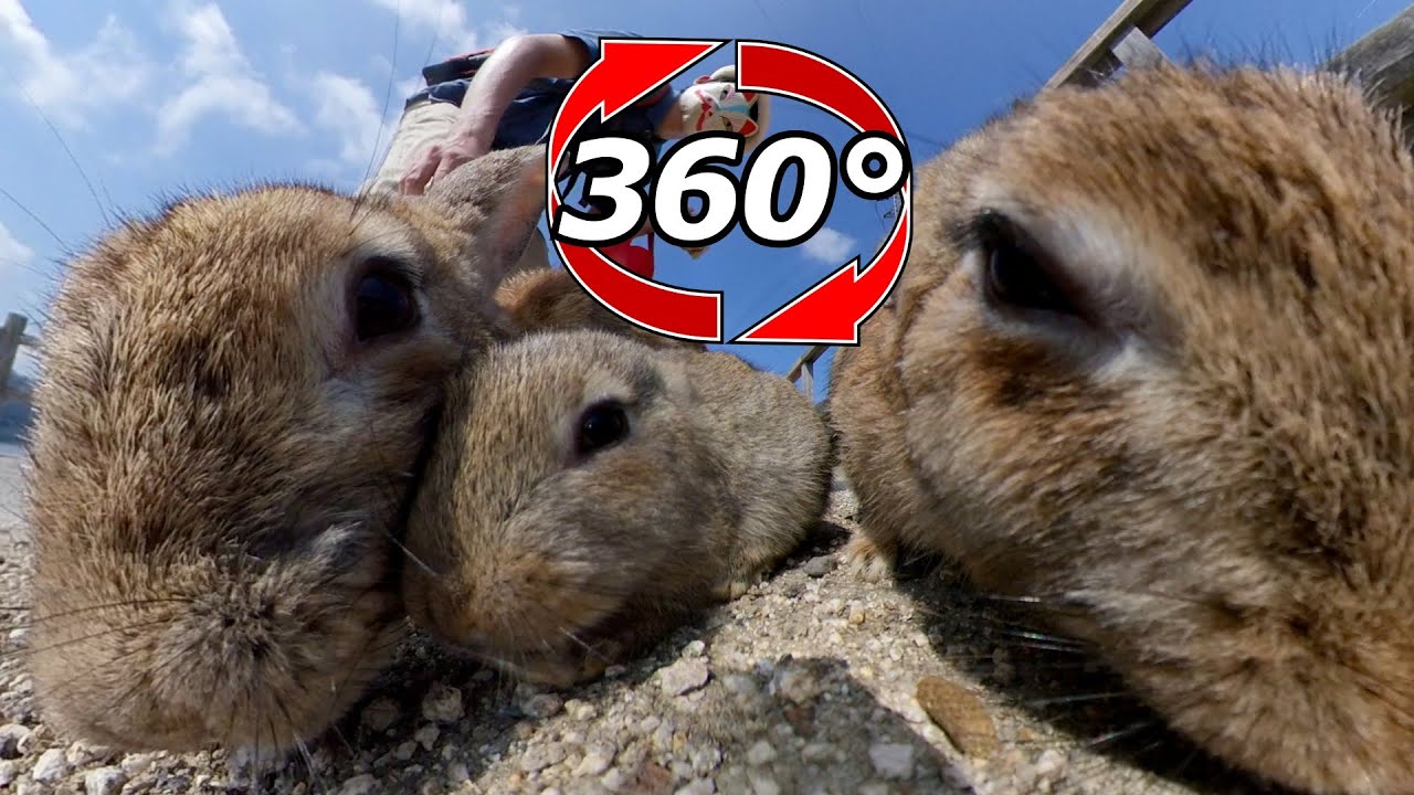 VR 360° | Fluffy right in front of you! Rabbits too close. - YouTube