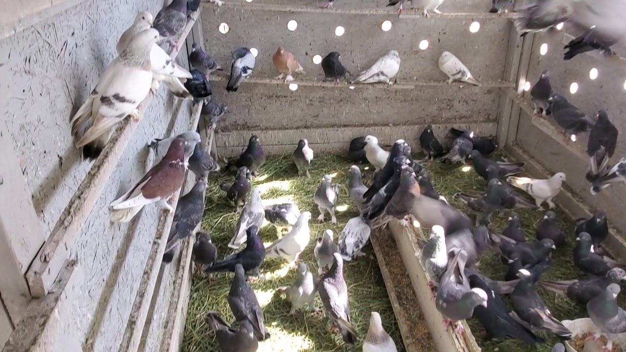 Iraqi pigeons - YouTube