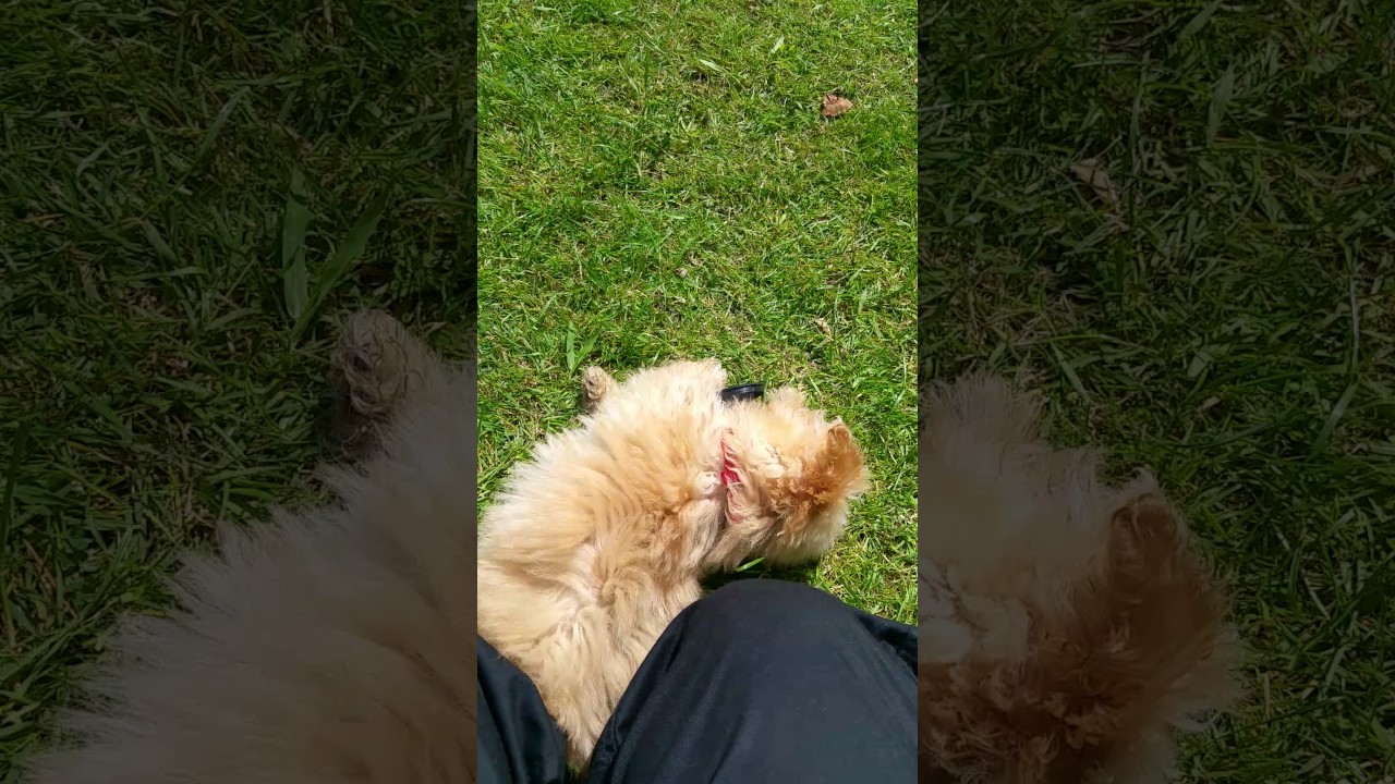 Cute Cotonoodle puppy - YouTube