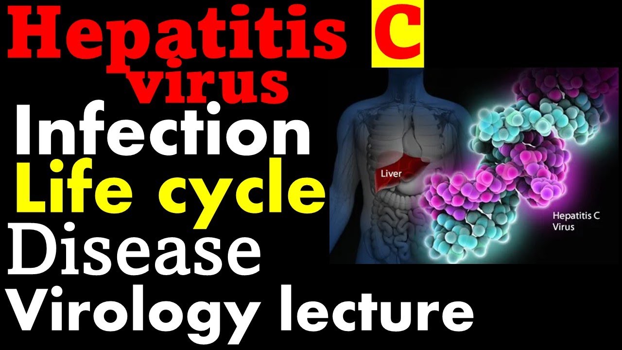 Hepatitis C virus infection and treatment - YouTube