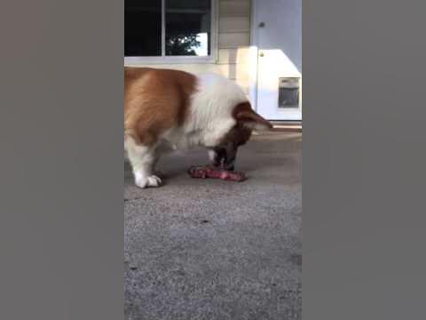 Growling corgi doesn't like people interrupt his steak dinner - YouTube