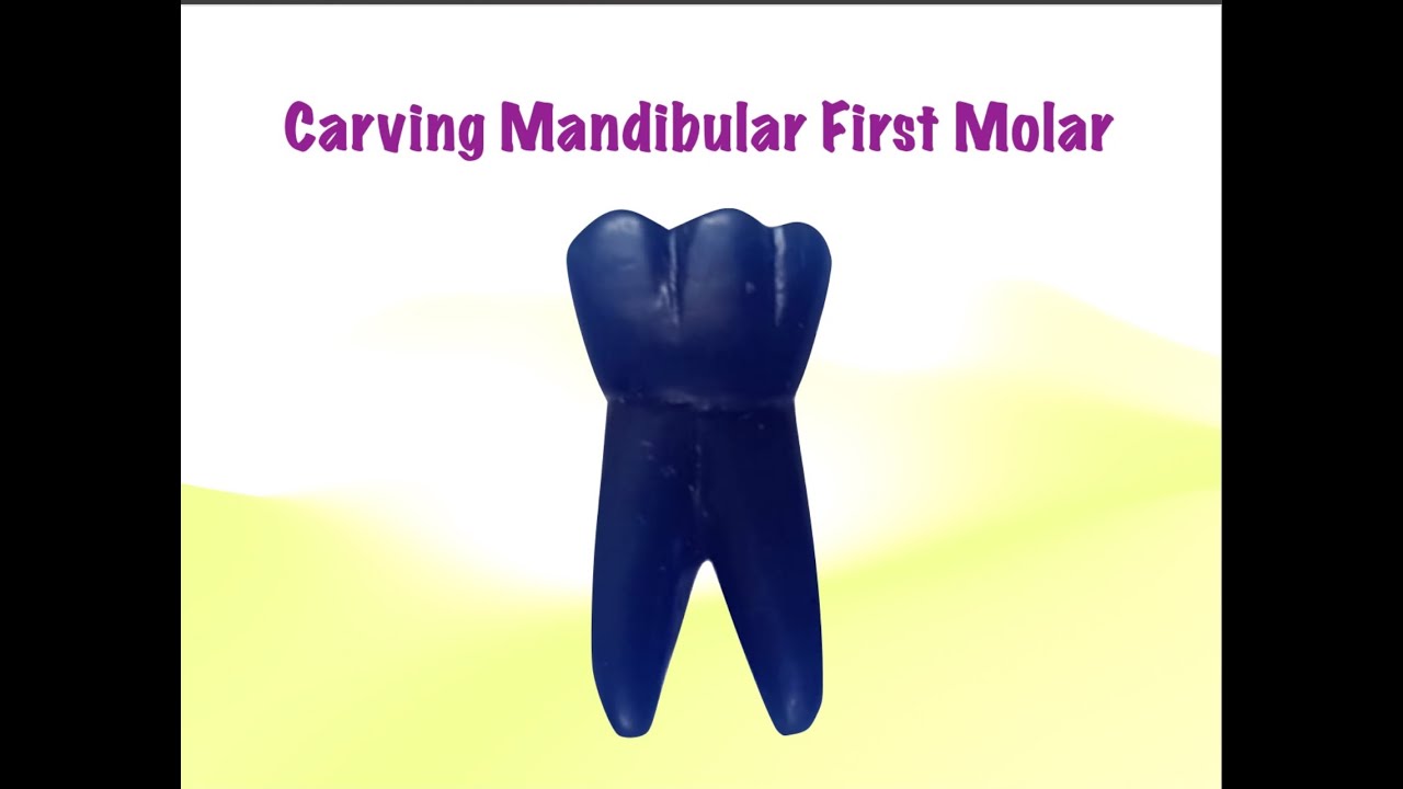 Carving mandibular first molar دكتور شريف حسن - YouTube