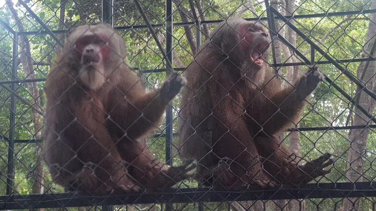 Monkeys: Father Monkey at the mountain/ลิง - YouTube